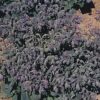 Herbs – Morgan County Seeds