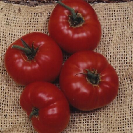Tomato Supports – Morgan County Seeds