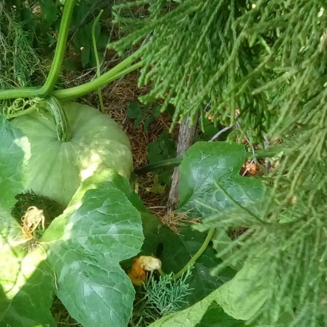 Winter Squash – Morgan County Seeds