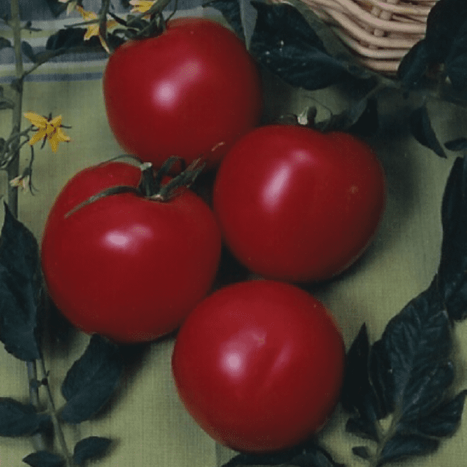 Tomato Supports – Morgan County Seeds