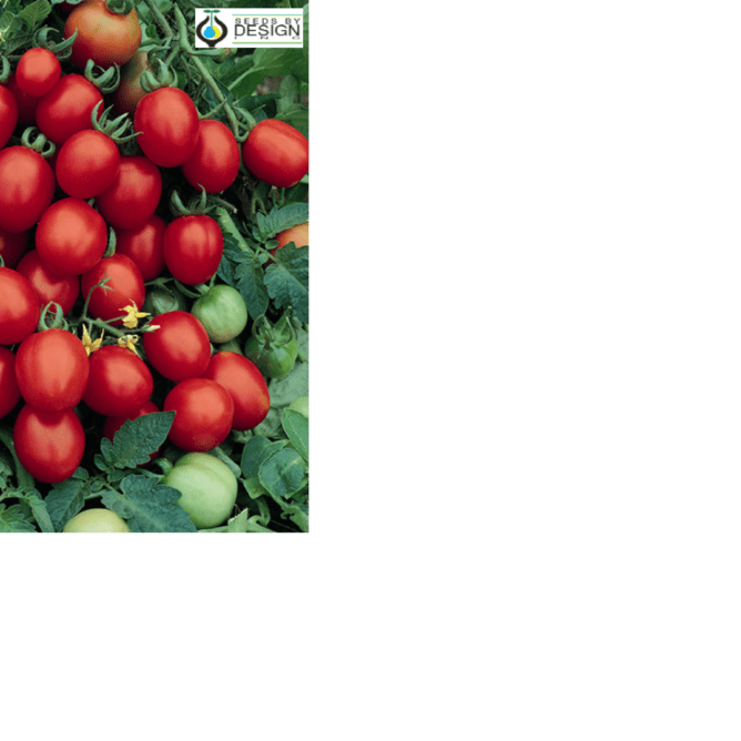 Red Deuce F1 – Morgan County Seeds