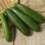 Summer Squash – Morgan County Seeds