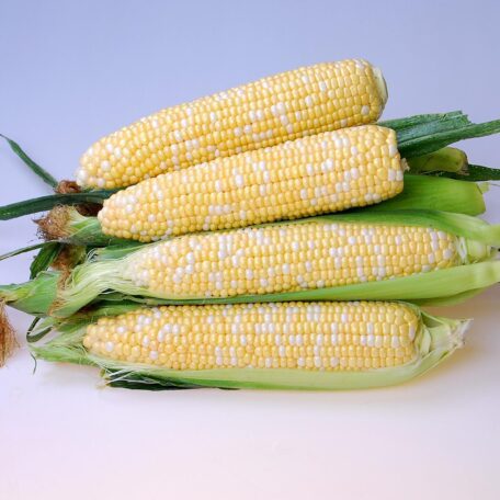 Corn – Morgan County Seeds