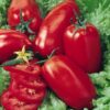 Red Deuce F1 – Morgan County Seeds