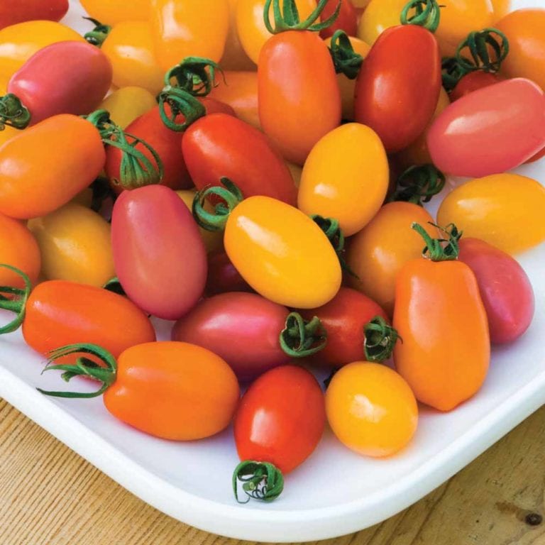 Garden Tomatoes – Page 2 – Morgan County Seeds