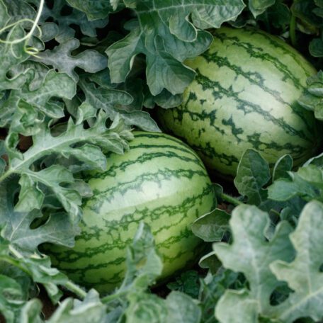 Dark Knight F1 – Morgan County Seeds