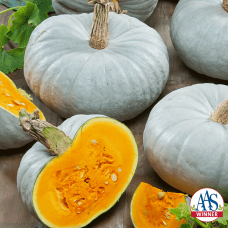 Cushaw Striped – Morgan County Seeds