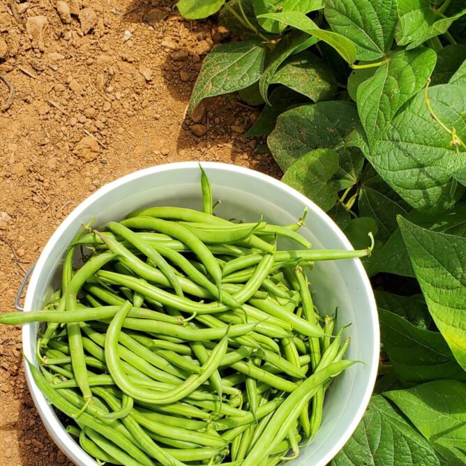Bush Beans – Morgan County Seeds
