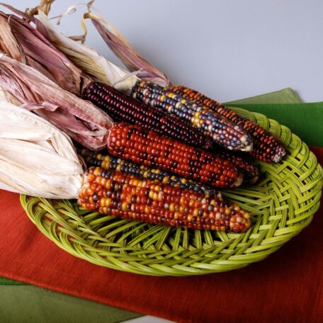 Fiesta F1 - Morgan County Seeds