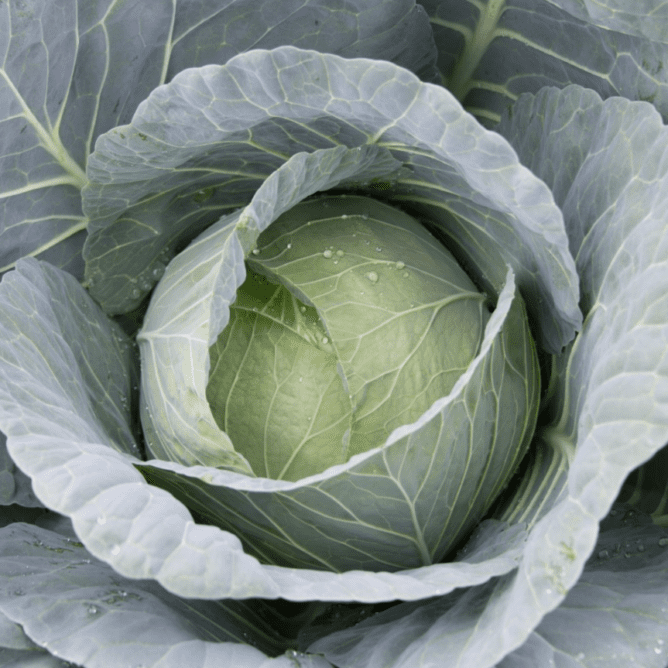 Cabbage – Morgan County Seeds