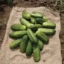 Cucumbers Archives - Morgan County Seeds
