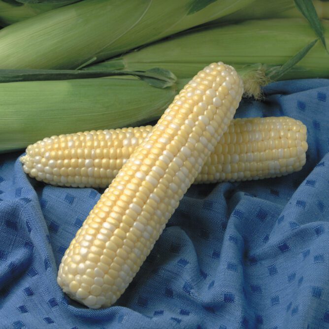 Corn Archives - Morgan County Seeds