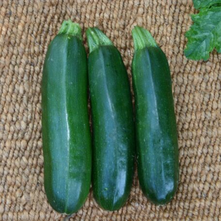Zucchini Elite F1 – Morgan County Seeds