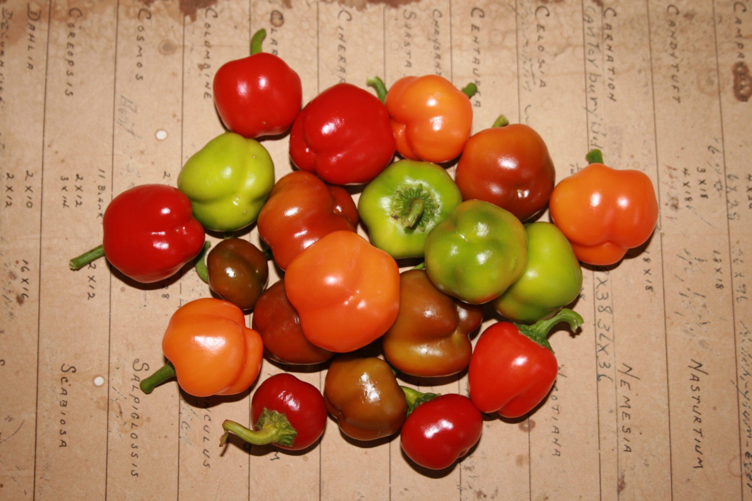 Mini Bell Blend - Morgan County Seeds