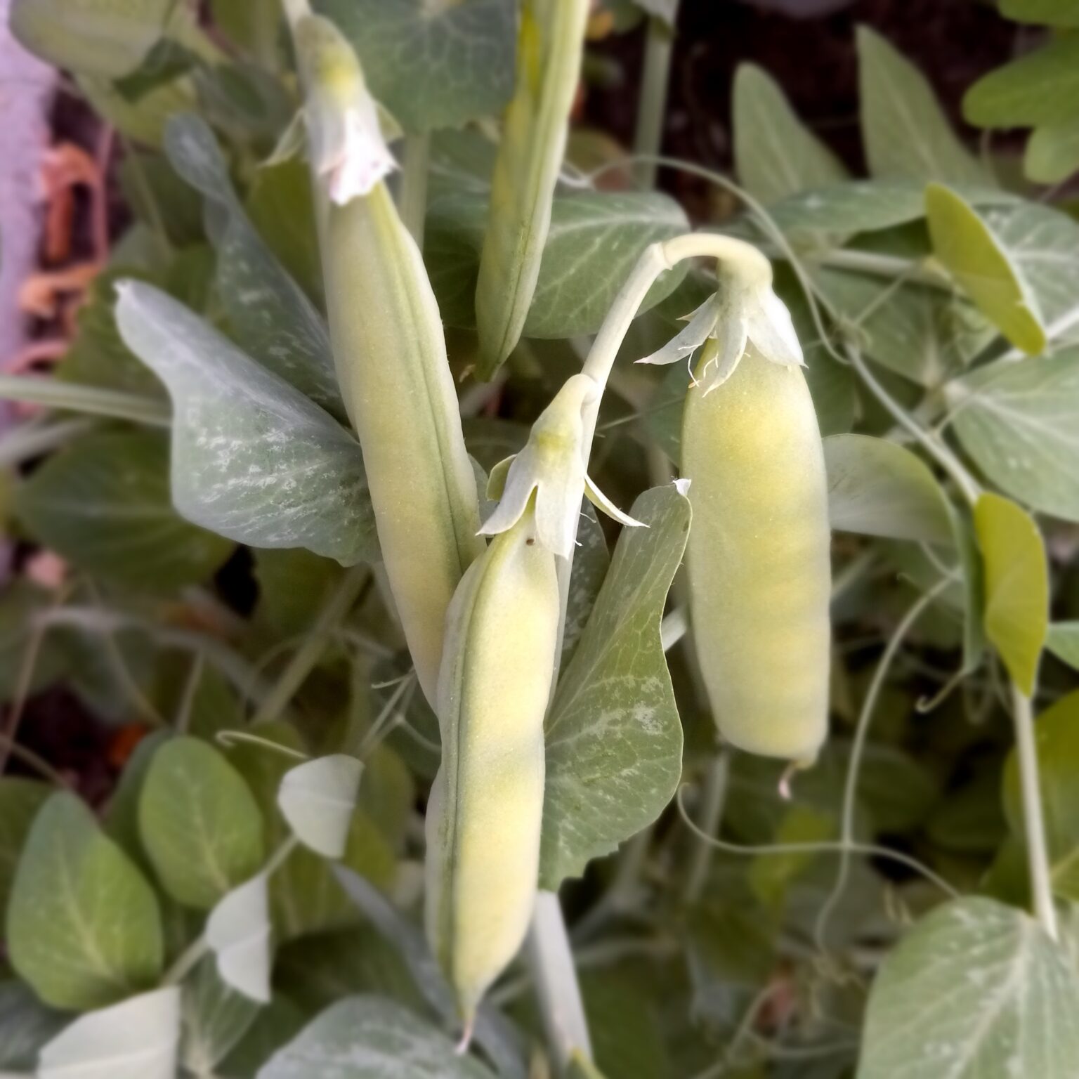 Shell Peas – Morgan County Seeds
