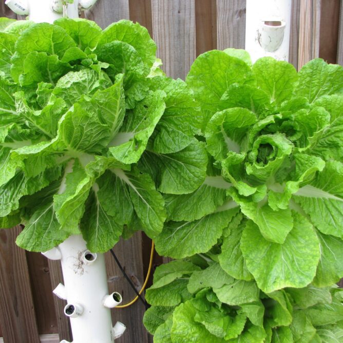 Mustard – Morgan County Seeds