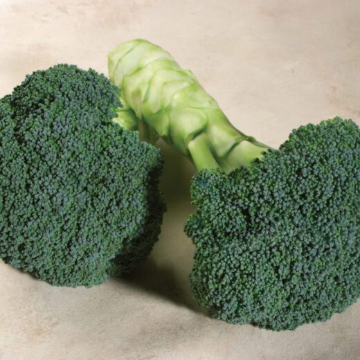 Broccoli – Morgan County Seeds